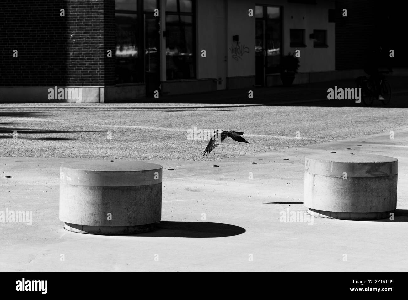 gray crow with wide wings flies low along the sea shore Stock Photo - Alamy