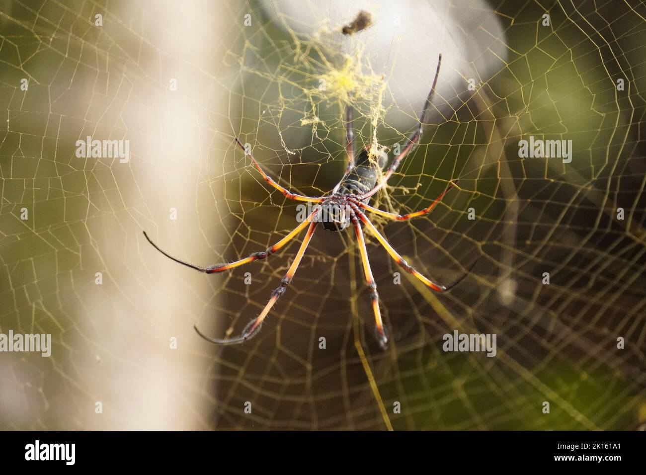 Large spider in a web hi-res stock photography and images - Alamy