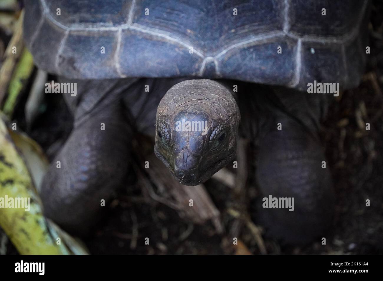 A giant smiley tortoise walking in a garden Stock Photo - Alamy