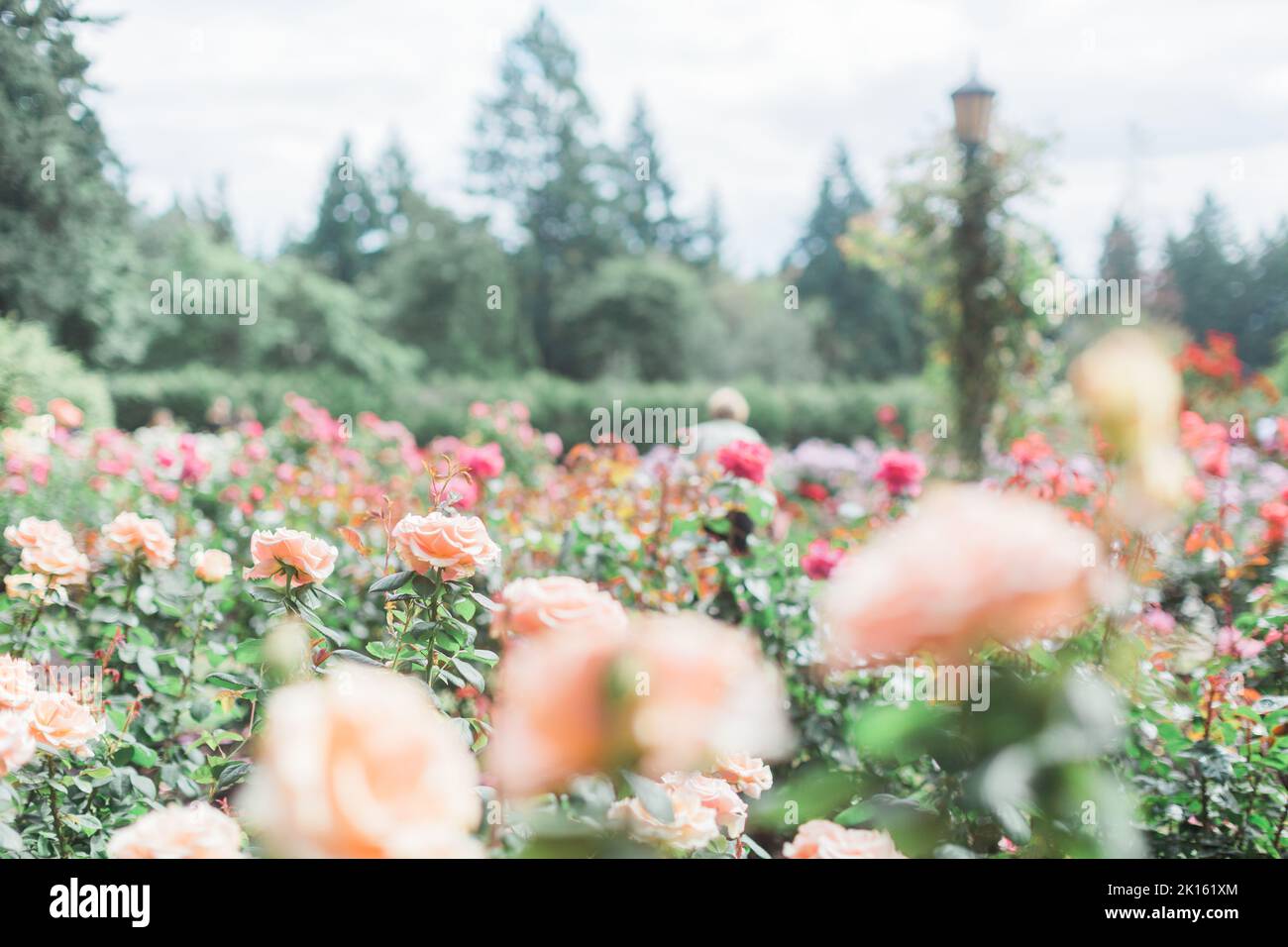 Portland rose garden hi-res stock photography and images - Alamy