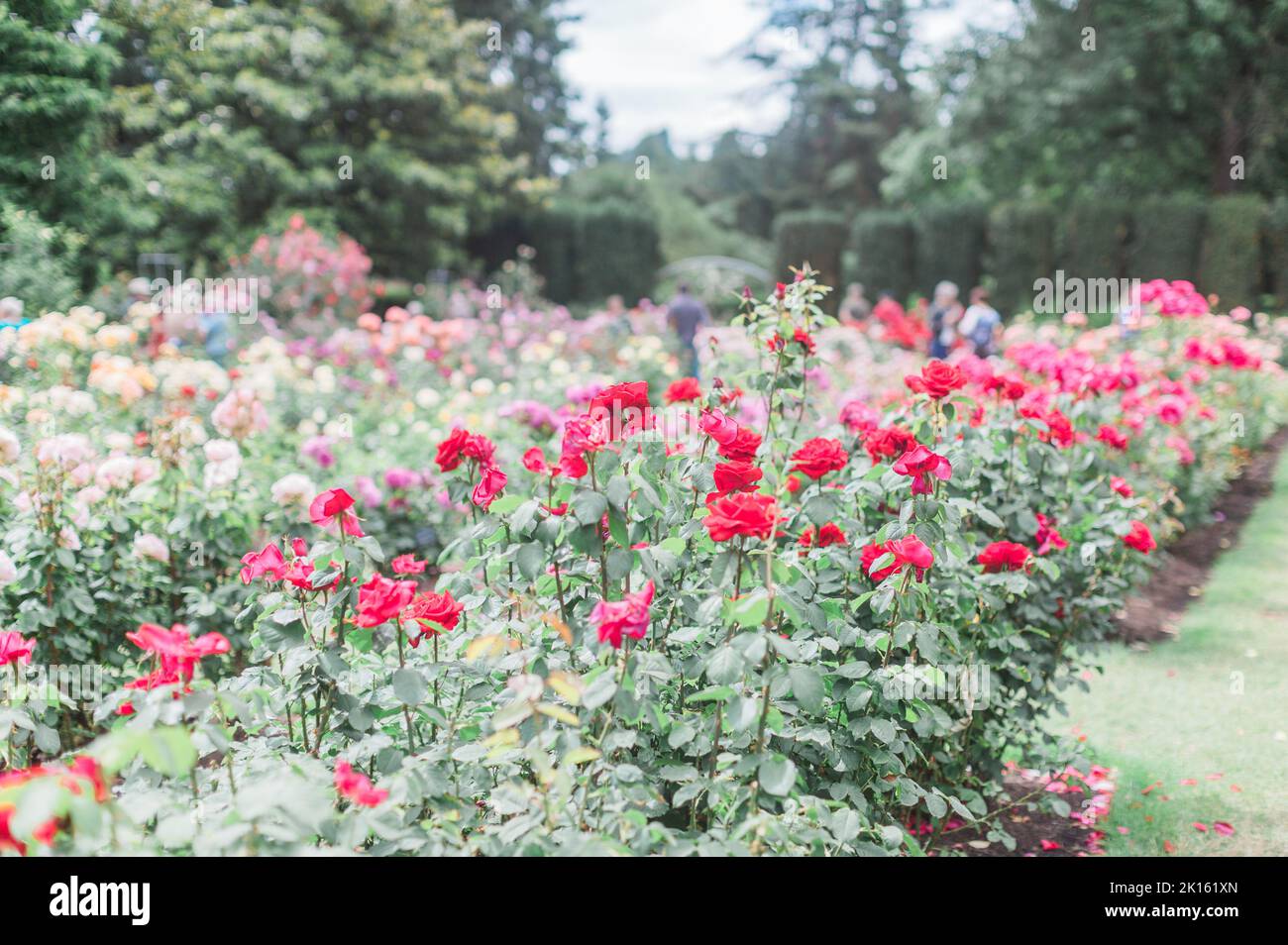 Rose test garden oregon hi-res stock photography and images - Alamy