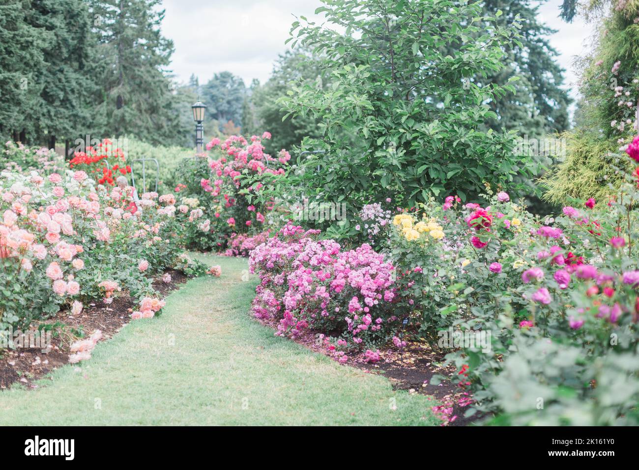 Red white rose floribunda roses hi-res stock photography and images - Alamy