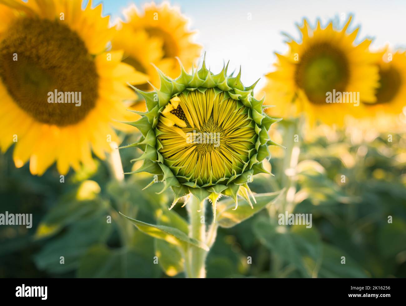 Closed sunflower hi-res stock photography and images - Alamy