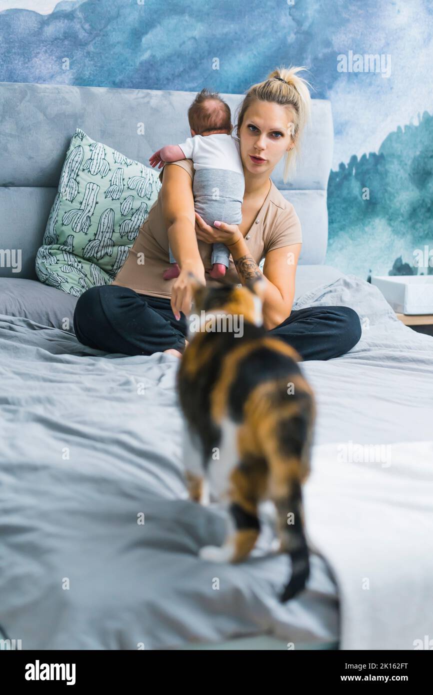 Cat's curiosity. Three-color cat sneaking around to get to his female ...