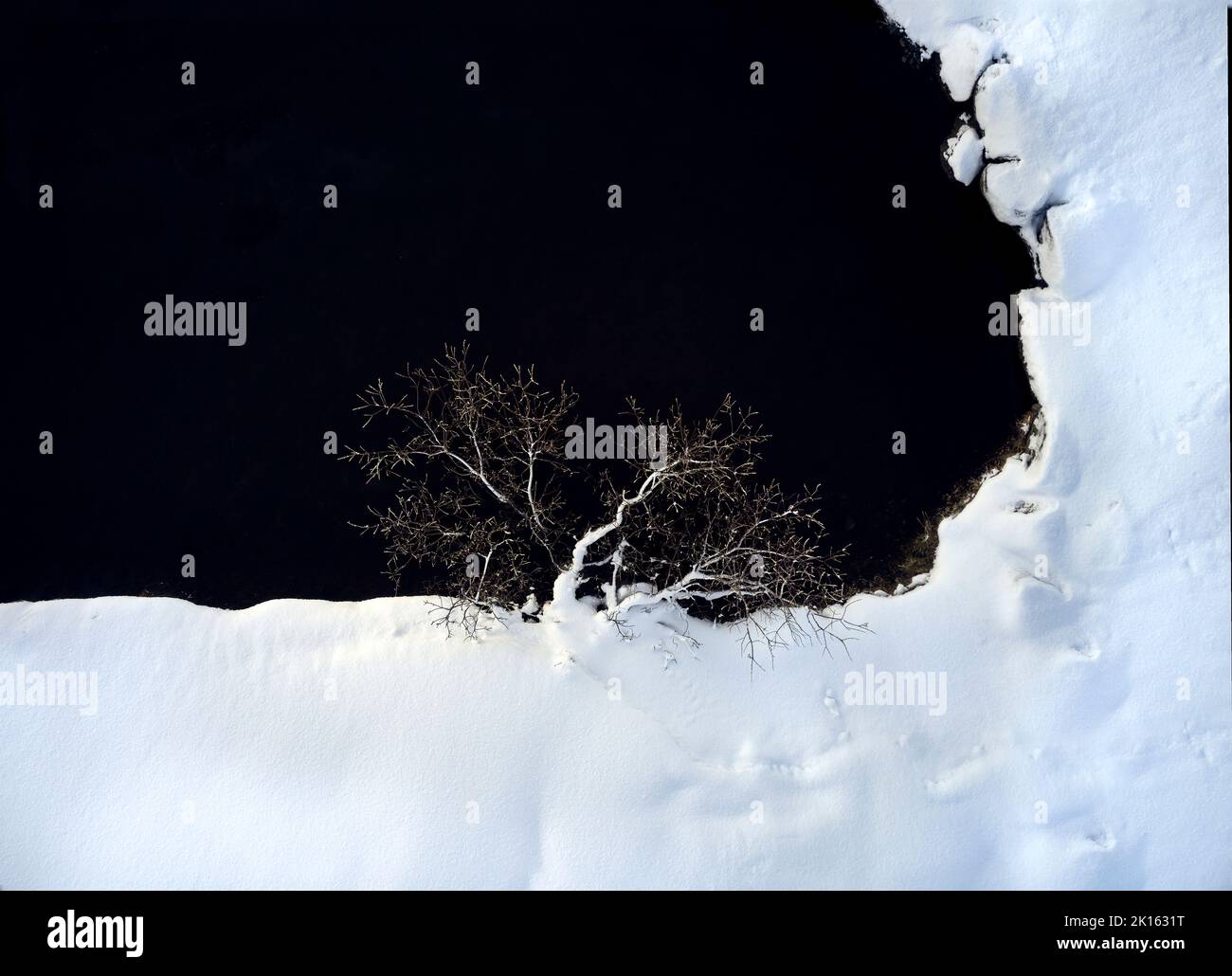 Leafless bush on snowy coast of lake Stock Photo - Alamy