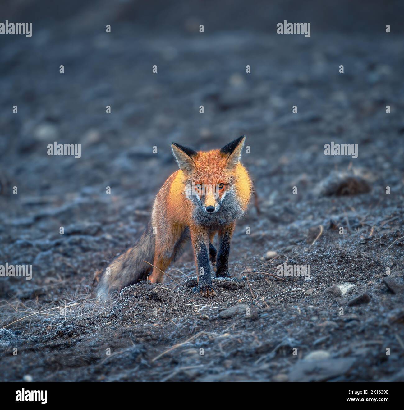 A view of a beautiful fox walking in a forest during sunrise Stock ...