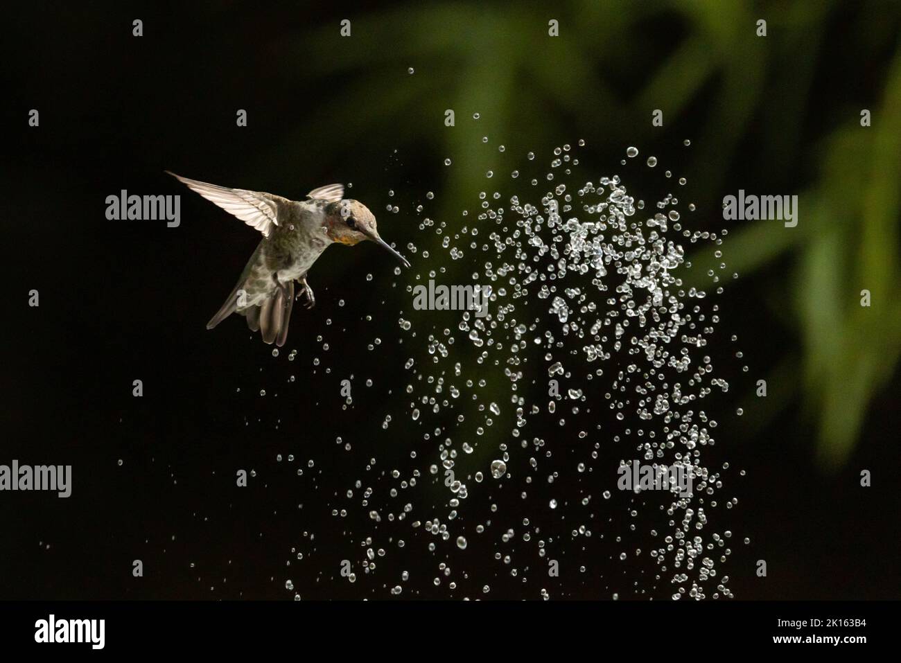 Hummingbird in Flight Stock Photo - Alamy