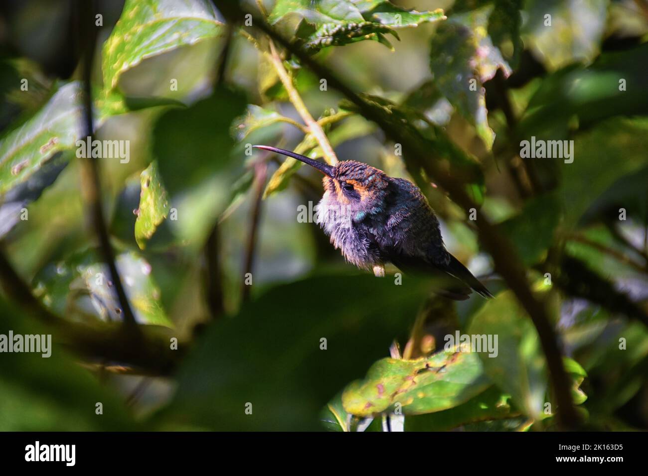 Hummingbird, biological family of Trochilidae, resting on a jungle tree ...