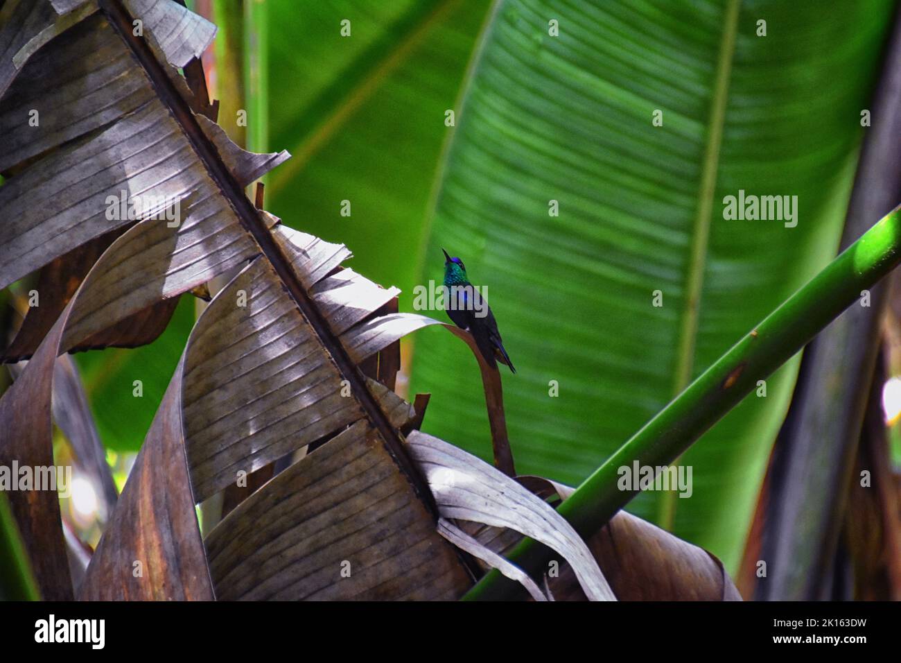 Hummingbird, biological family of Trochilidae, resting on a jungle tree ...