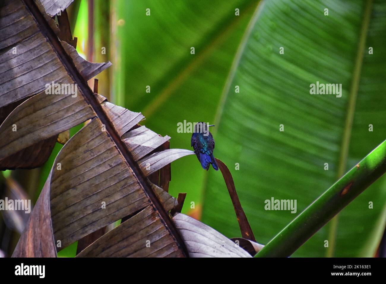 Hummingbird, biological family of Trochilidae, resting on a jungle tree ...