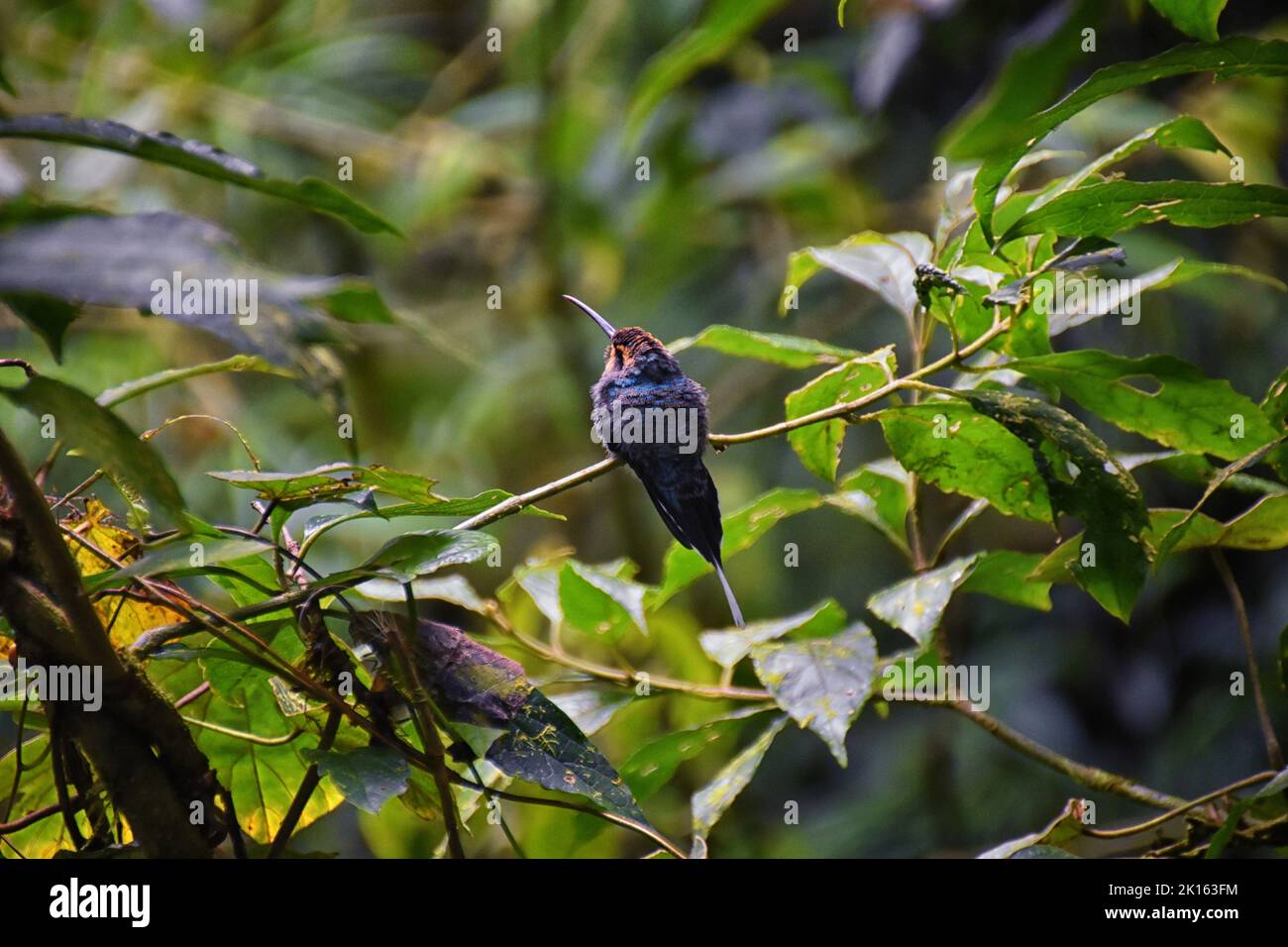 Hummingbird, biological family of Trochilidae, resting on a jungle tree ...