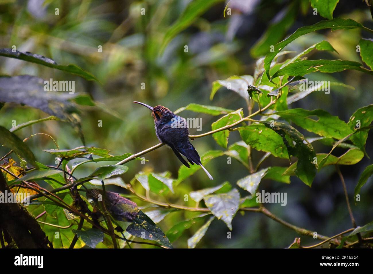 Hummingbird, biological family of Trochilidae, resting on a jungle tree ...