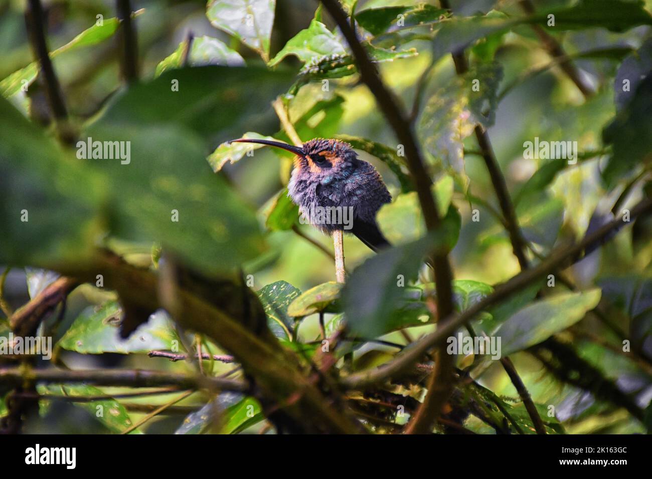 Hummingbird, biological family of Trochilidae, resting on a jungle tree ...