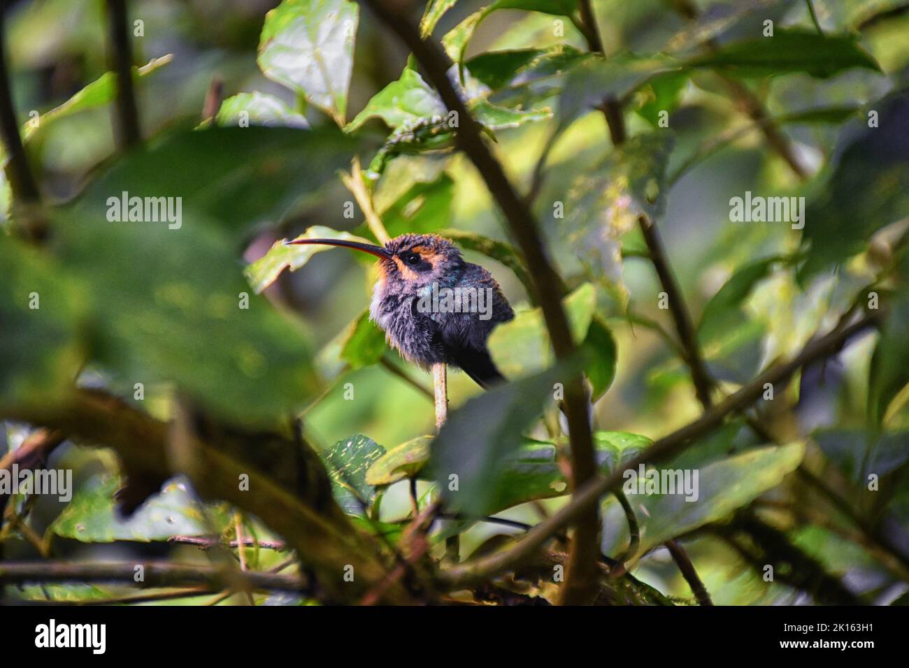 Hummingbird, biological family of Trochilidae, resting on a jungle tree ...