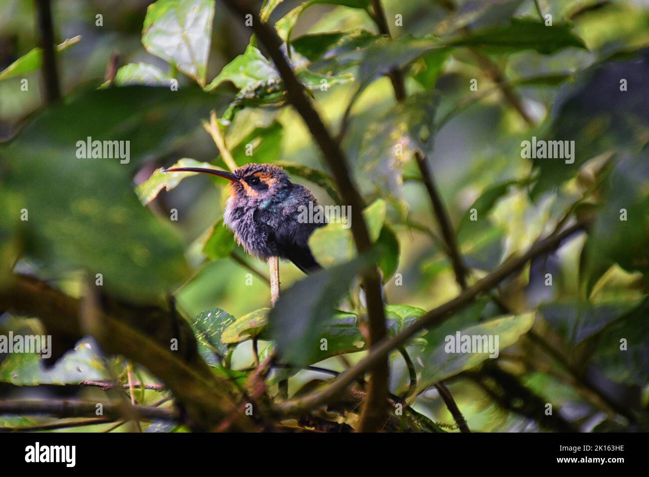 Hummingbird, biological family of Trochilidae, resting on a jungle tree ...