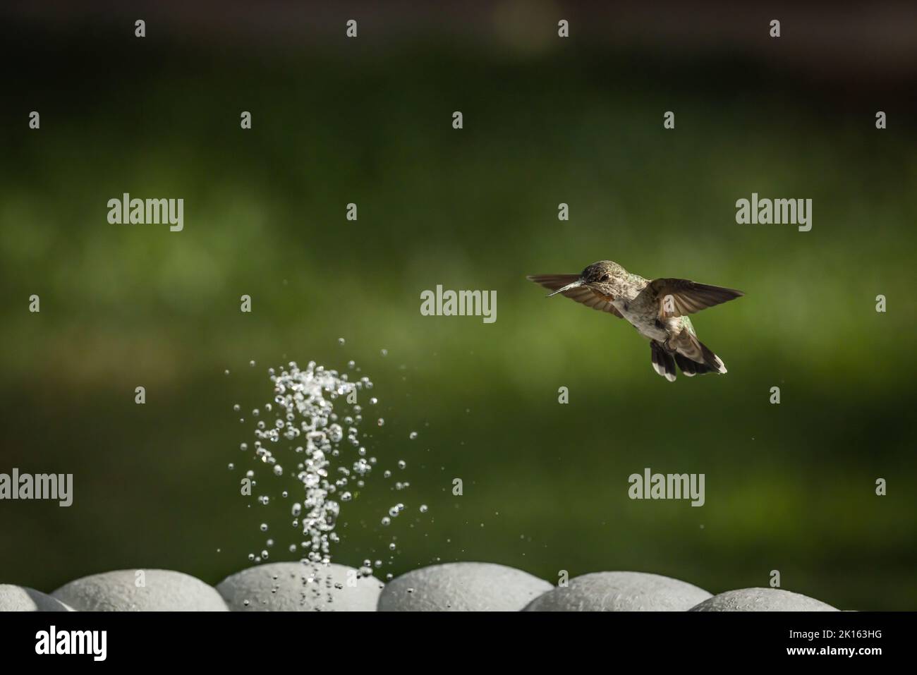 Hummingbird in Flight Stock Photo - Alamy