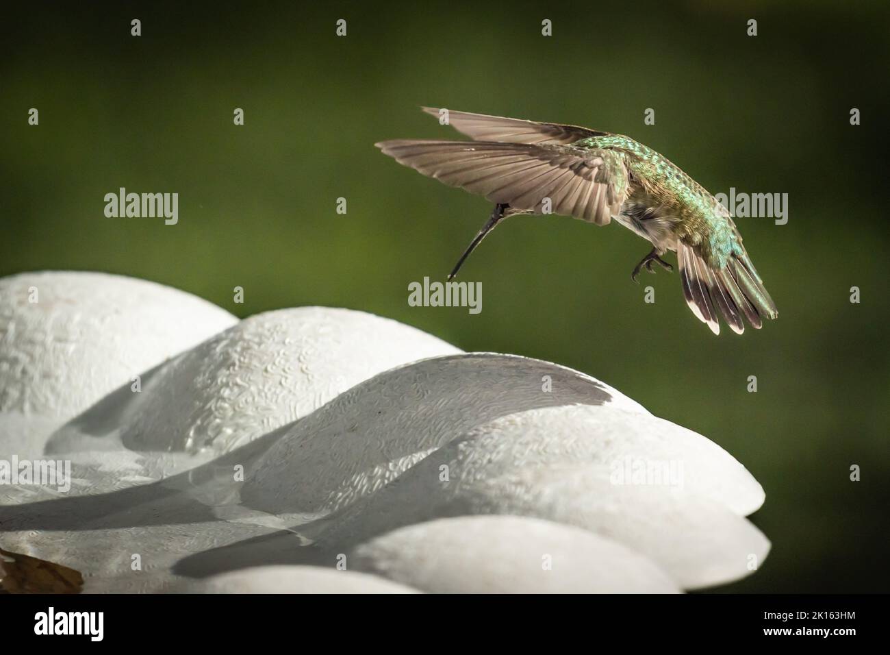 Hummingbird in Flight Stock Photo - Alamy