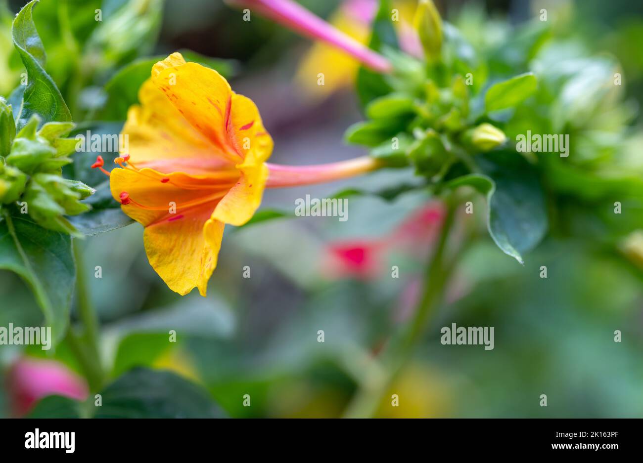 Mirabilis jalapa, the marvel of Peru or four o'clock flower, Jalapa (or ...