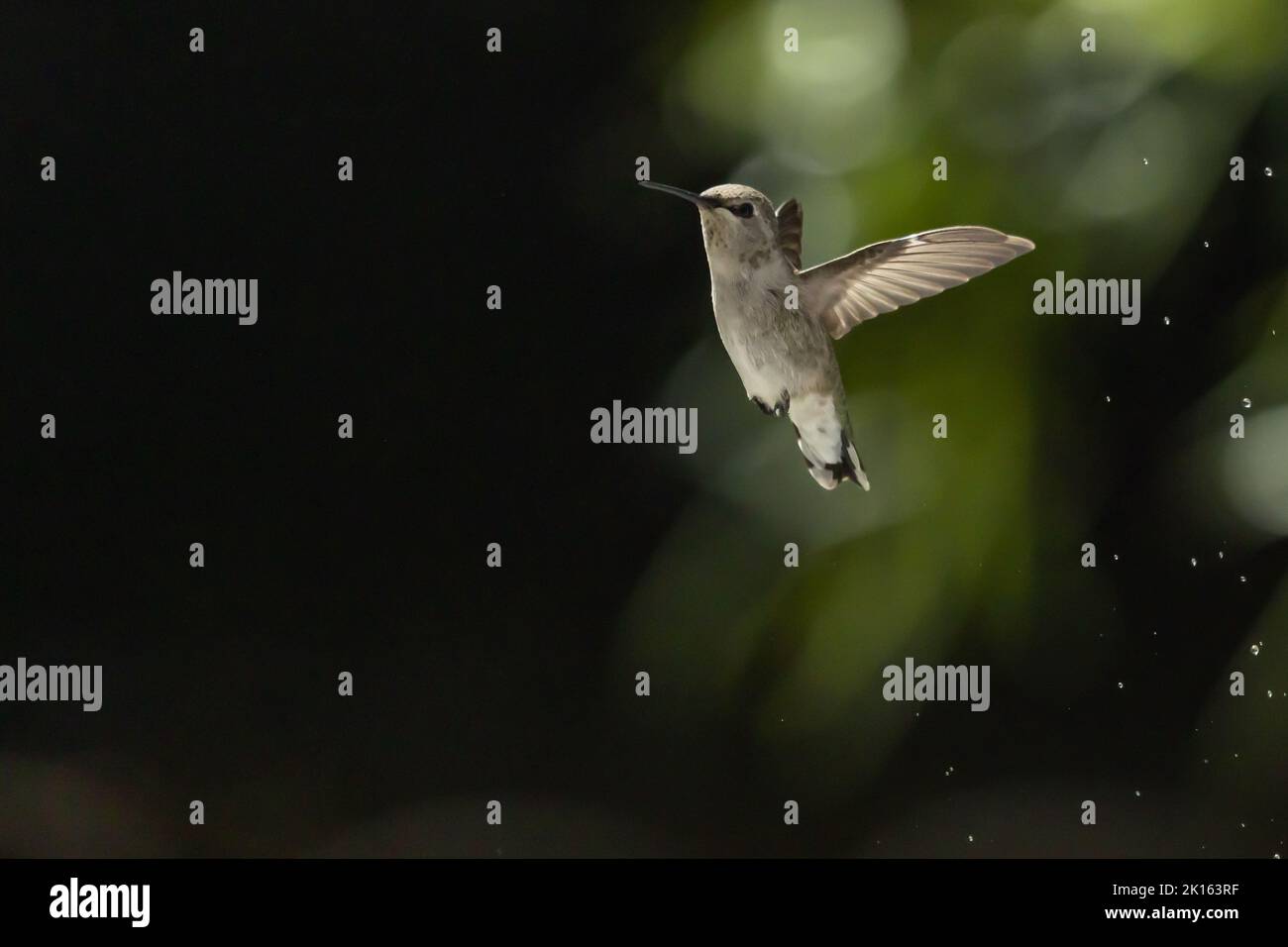 Hummingbird in Flight Stock Photo - Alamy