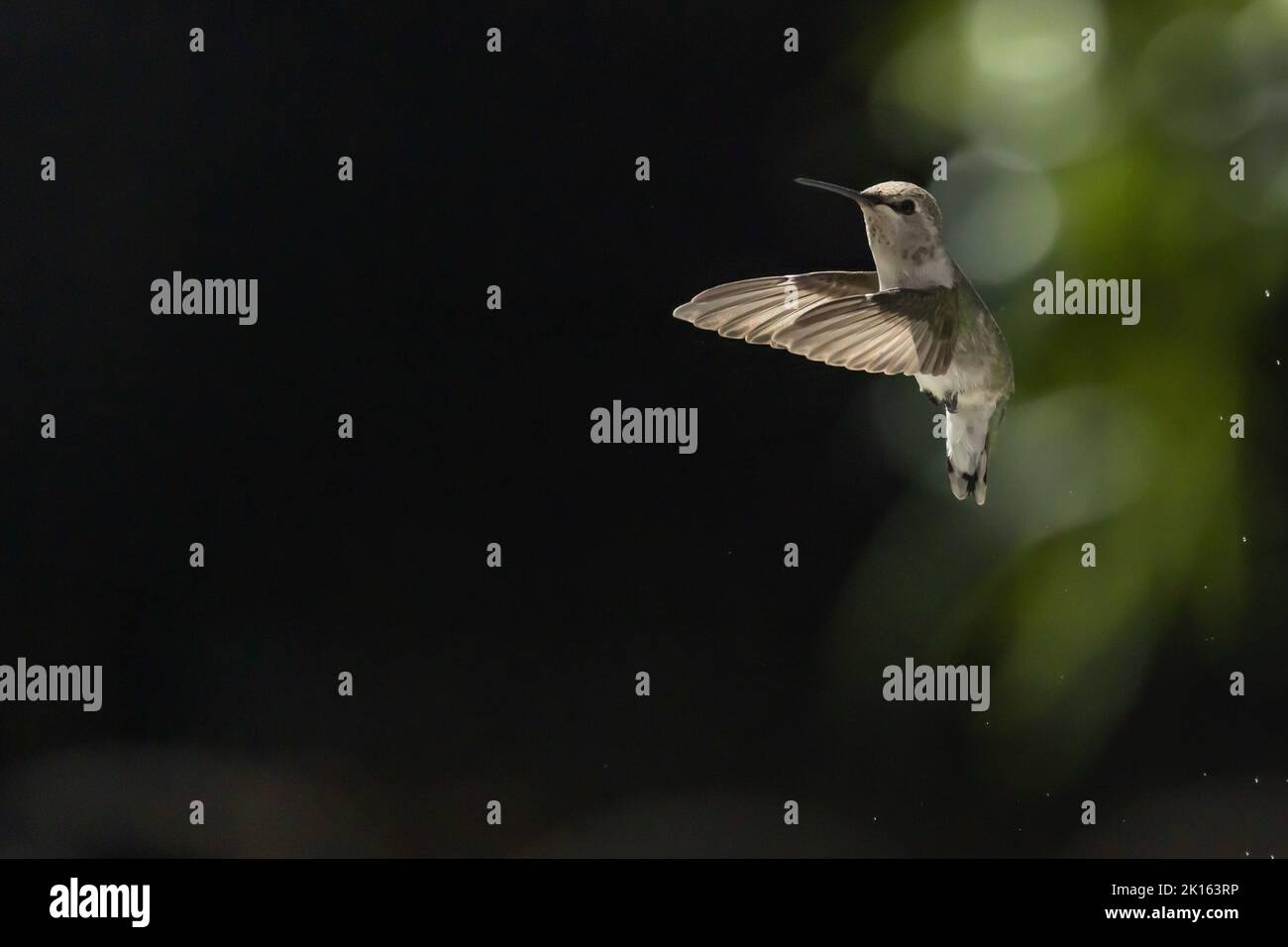 Hummingbird in Flight Stock Photo - Alamy