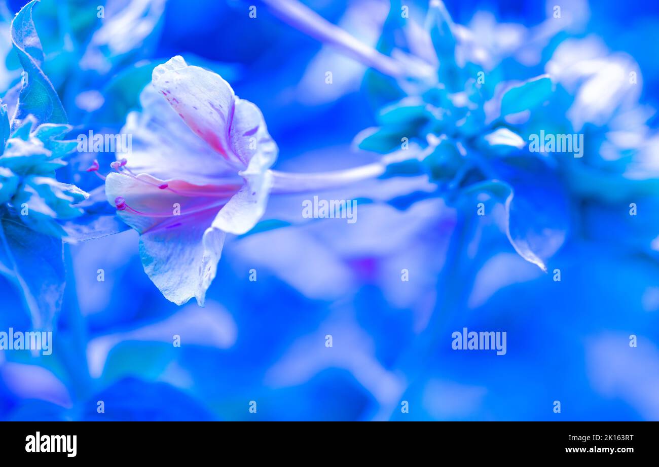 Mirabilis jalapa, the marvel of Peru or four o'clock flower, Jalapa (or ...