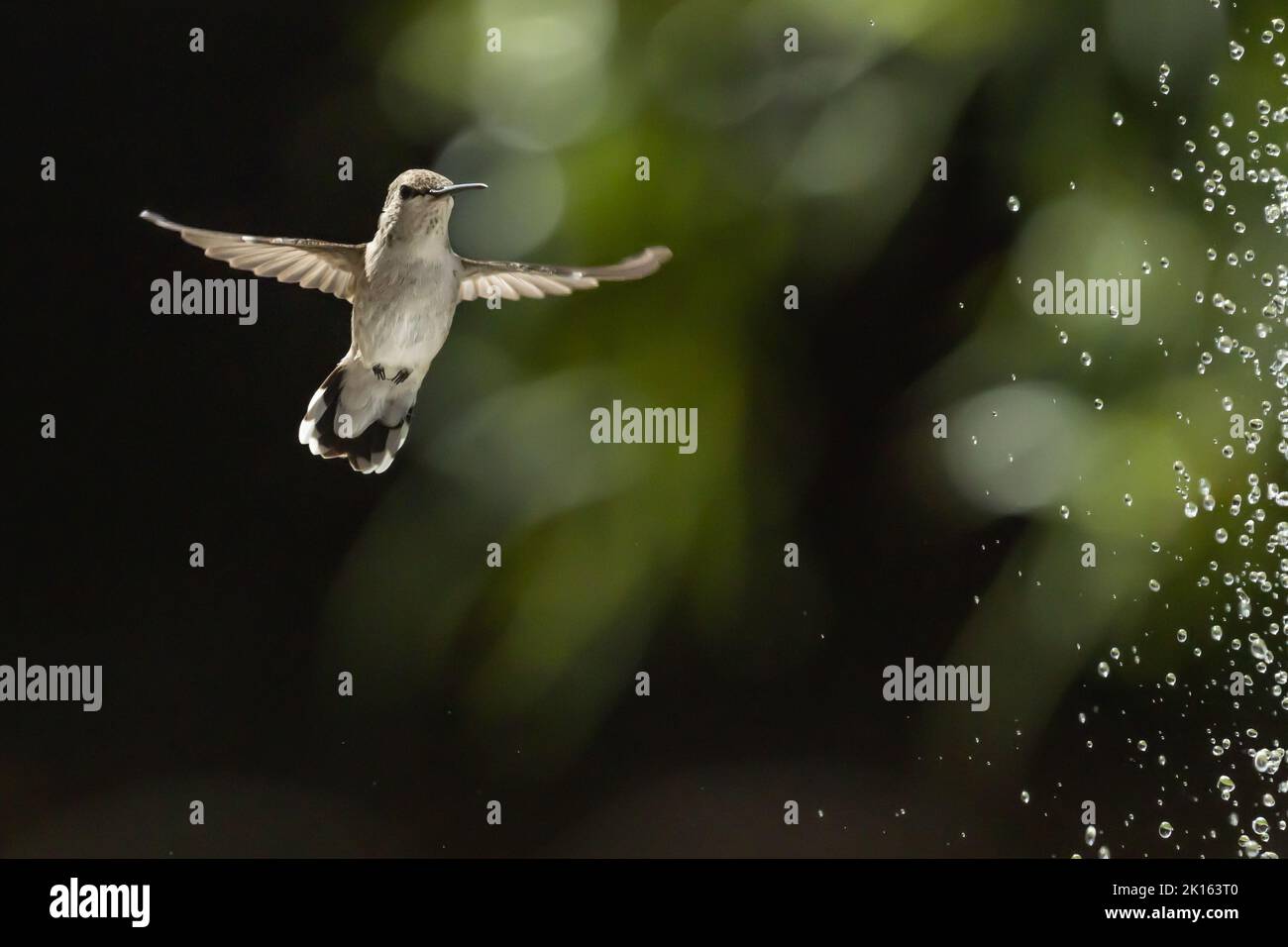 Hummingbird in Flight Stock Photo - Alamy