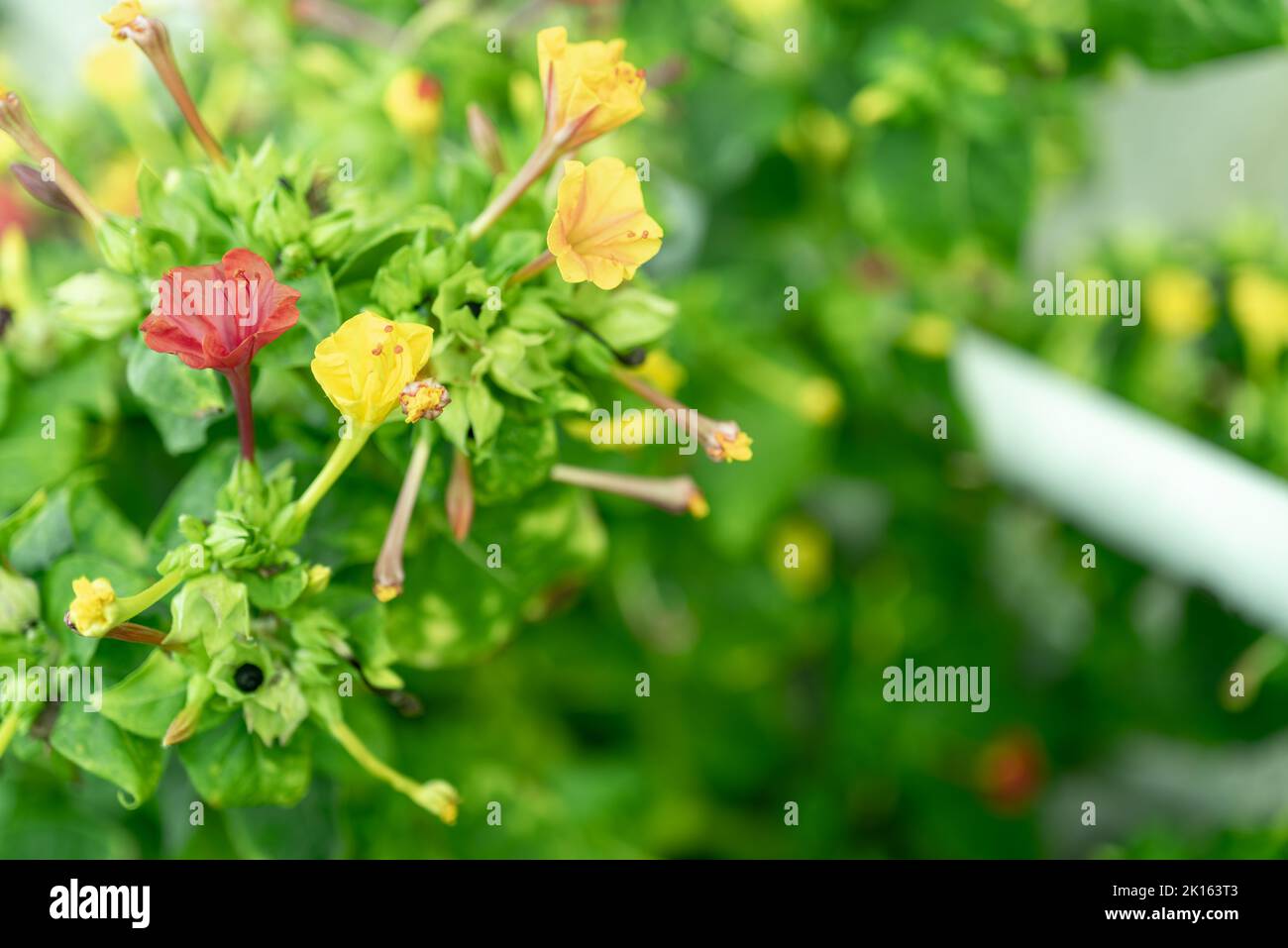 Mirabilis jalapa, the marvel of Peru or four o'clock flower, Jalapa (or ...