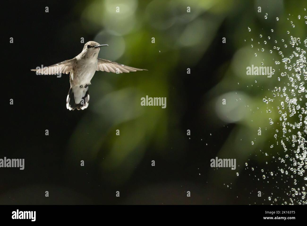 Hummingbird in Flight Stock Photo - Alamy