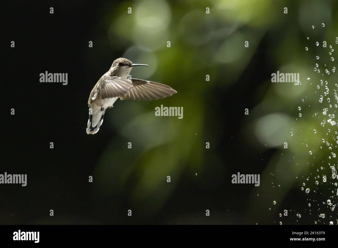 Hummingbird in Flight Stock Photo - Alamy