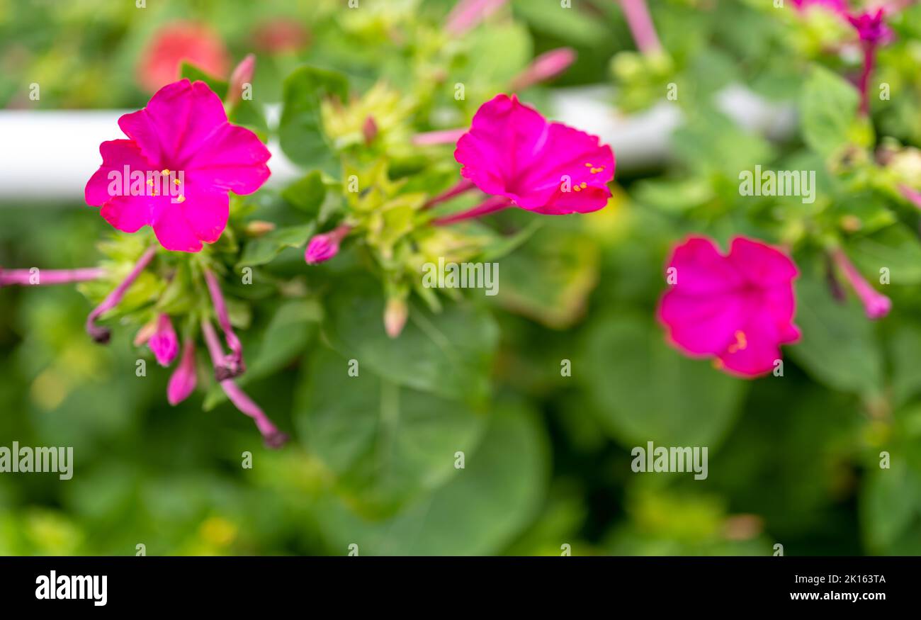 Mirabilis jalapa, the marvel of Peru or four o'clock flower, Jalapa (or ...