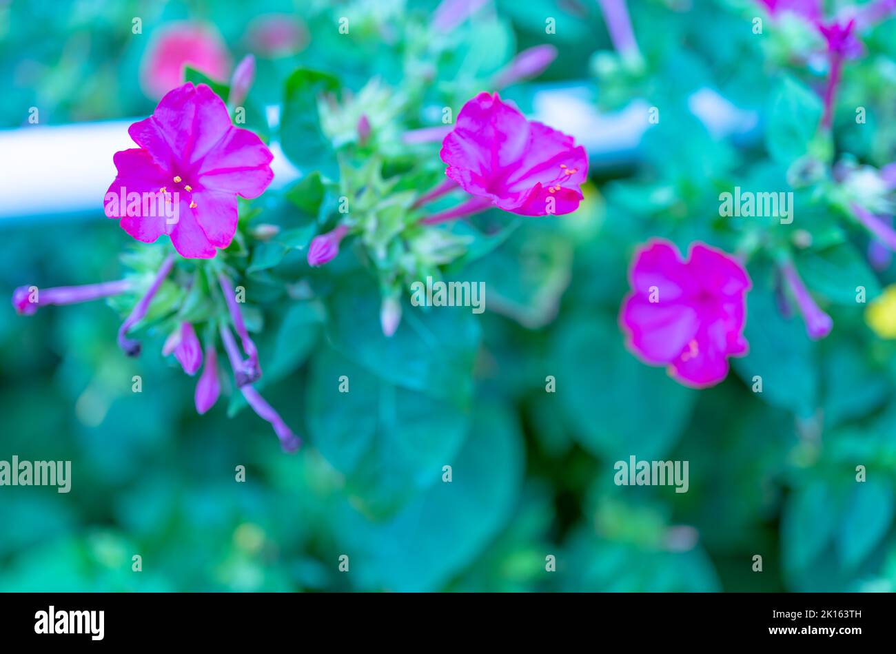 Mirabilis jalapa, the marvel of Peru or four o'clock flower, Jalapa (or ...