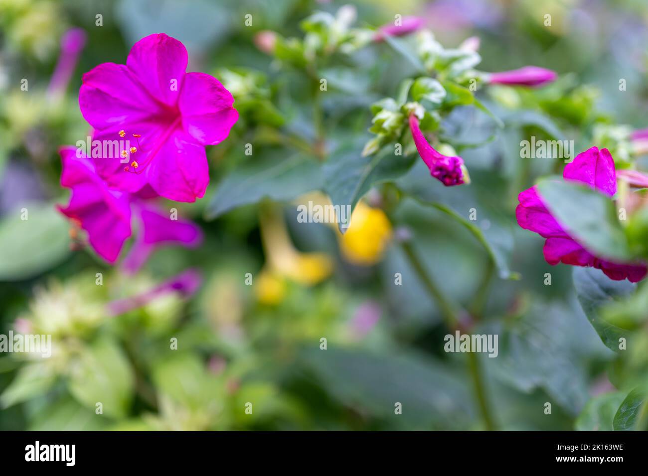 Mirabilis jalapa, the marvel of Peru or four o'clock flower, Jalapa (or ...