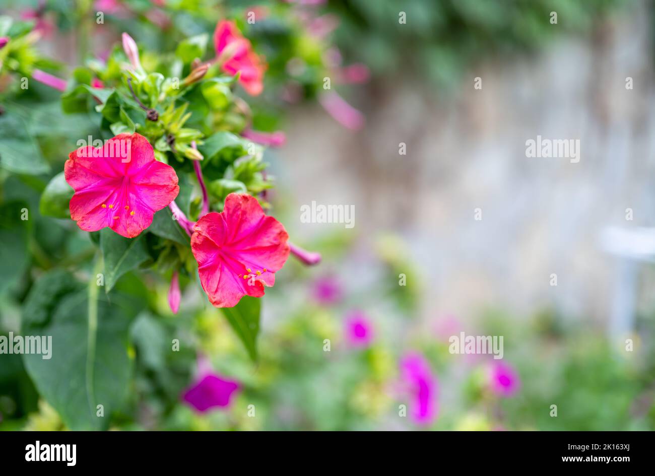 Mirabilis jalapa, the marvel of Peru or four o'clock flower, Jalapa (or ...