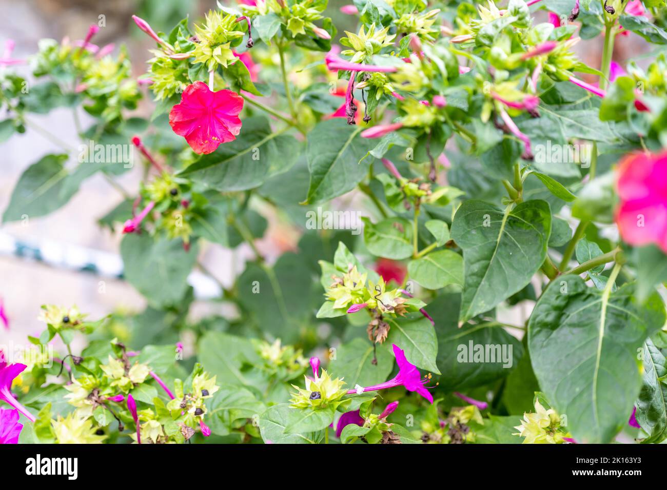 Mirabilis jalapa, the marvel of Peru or four o'clock flower, Jalapa (or ...