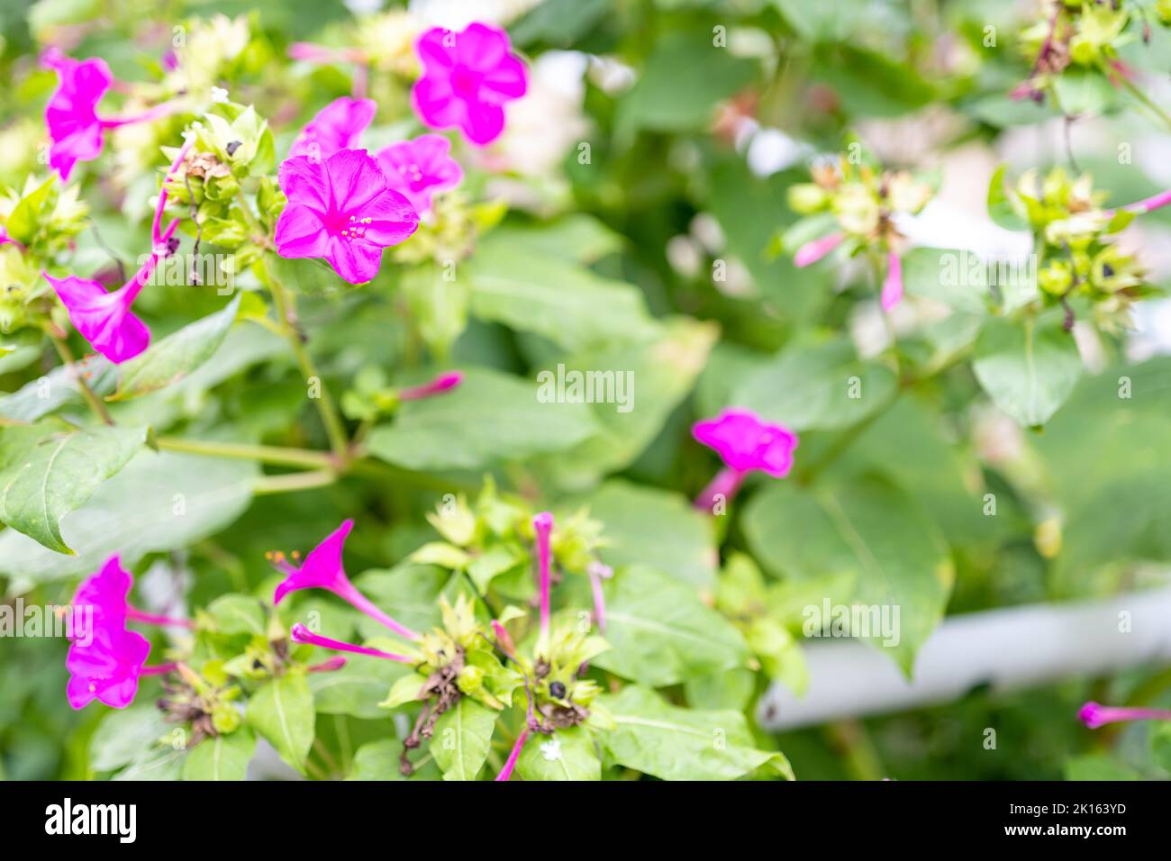 Mirabilis jalapa, the marvel of Peru or four o'clock flower, Jalapa (or ...