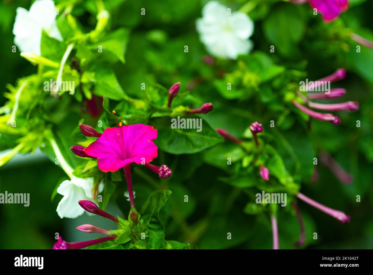 Mirabilis jalapa, the marvel of Peru or four o'clock flower, Jalapa (or ...