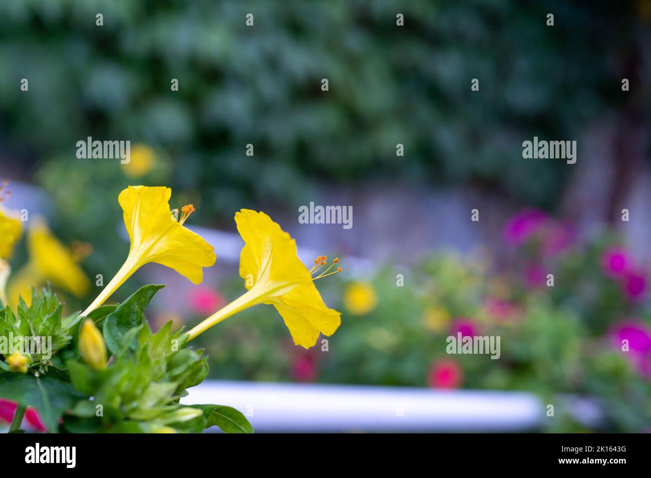 Mirabilis jalapa, the marvel of Peru or four o'clock flower, Jalapa (or ...