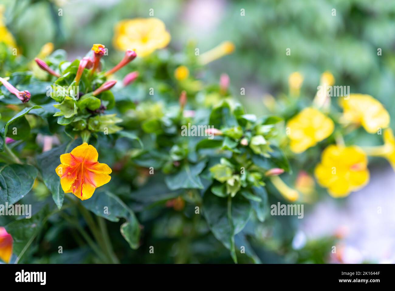 Mirabilis jalapa, the marvel of Peru or four o'clock flower, Jalapa (or ...
