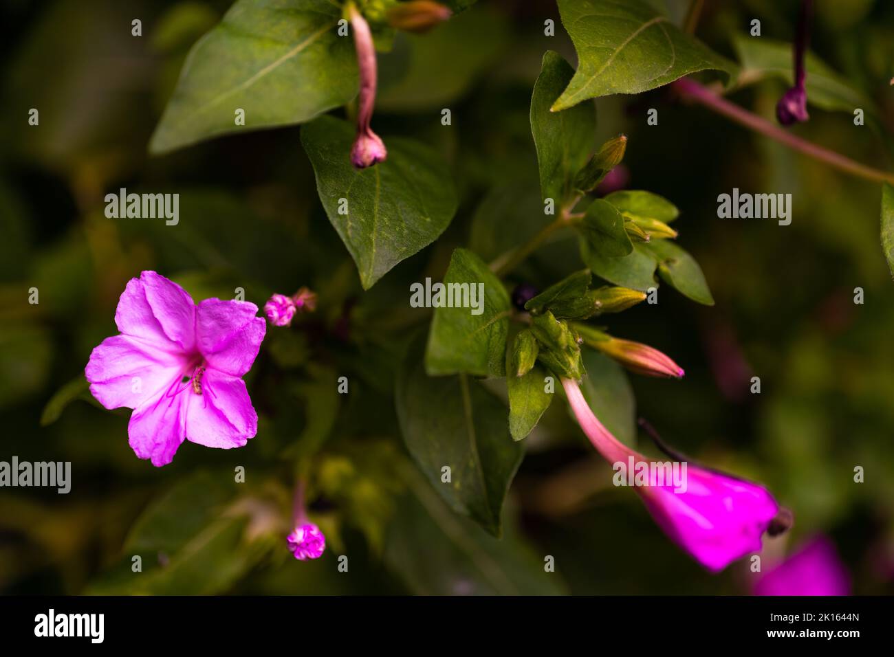 Mirabilis jalapa, the marvel of Peru or four o'clock flower, Jalapa (or ...