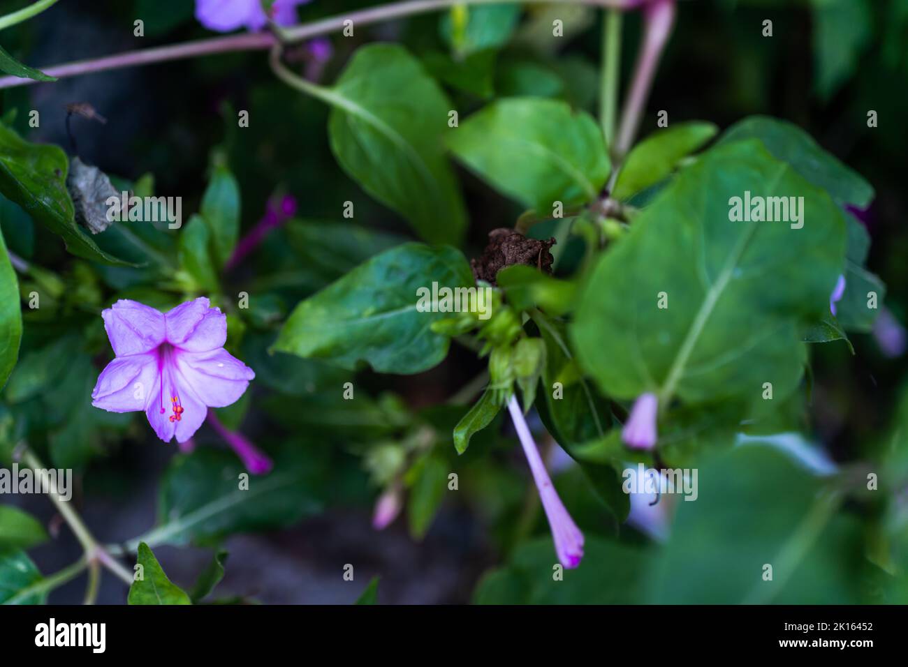 Mirabilis jalapa, the marvel of Peru or four o'clock flower, Jalapa (or ...