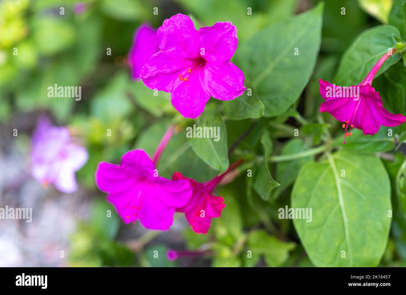 Mirabilis jalapa, the marvel of Peru or four o'clock flower, Jalapa (or ...