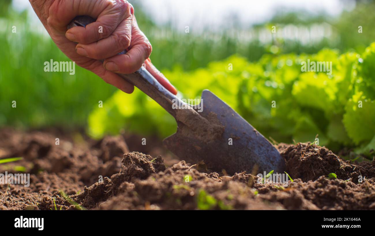 Planting plants on a vegetable bed in the garden. Cultivated land close ...