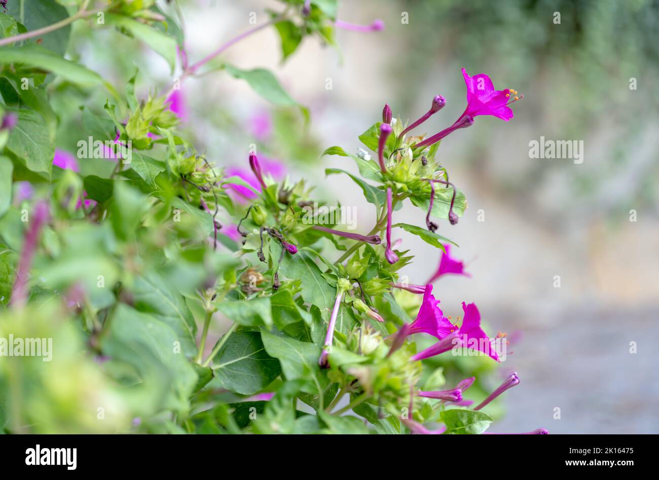 Mirabilis jalapa, the marvel of Peru or four o'clock flower, Jalapa (or ...