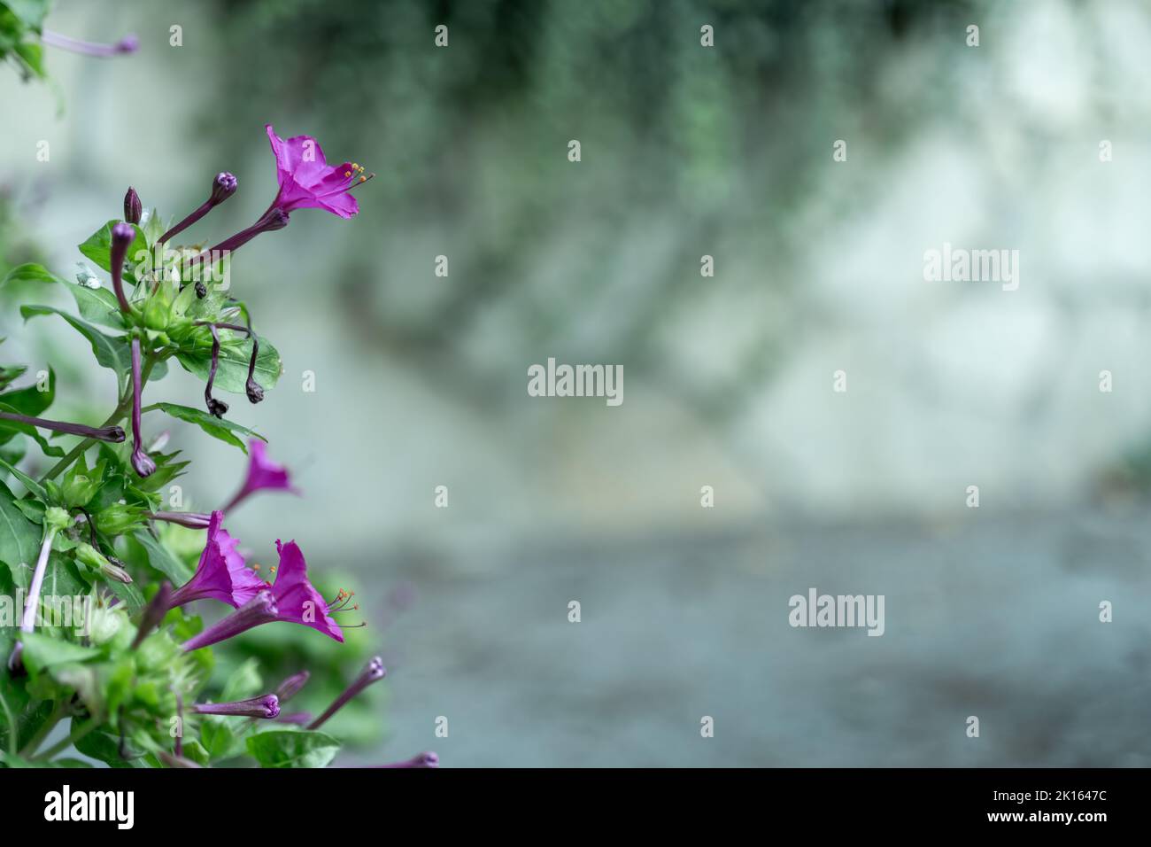 Mirabilis jalapa, the marvel of Peru or four o'clock flower, Jalapa (or ...
