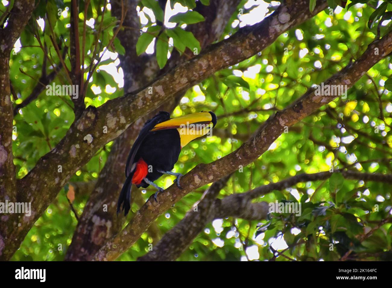 Toucan bird wild, Yellow-throated, Ramphastos ambiguus in the Costa ...
