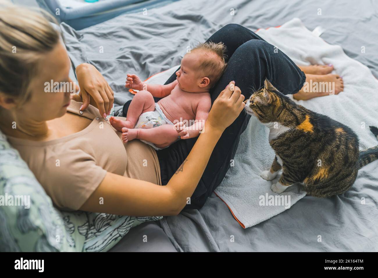 Adorable tabby cat curiously sniffing new family member - small infant ...