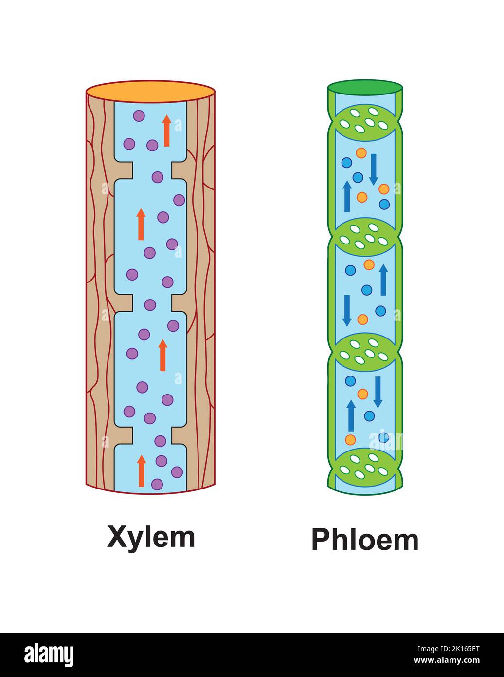 Scientific Designing Of Xylem And Phloem Scheme. Labeled Water ...