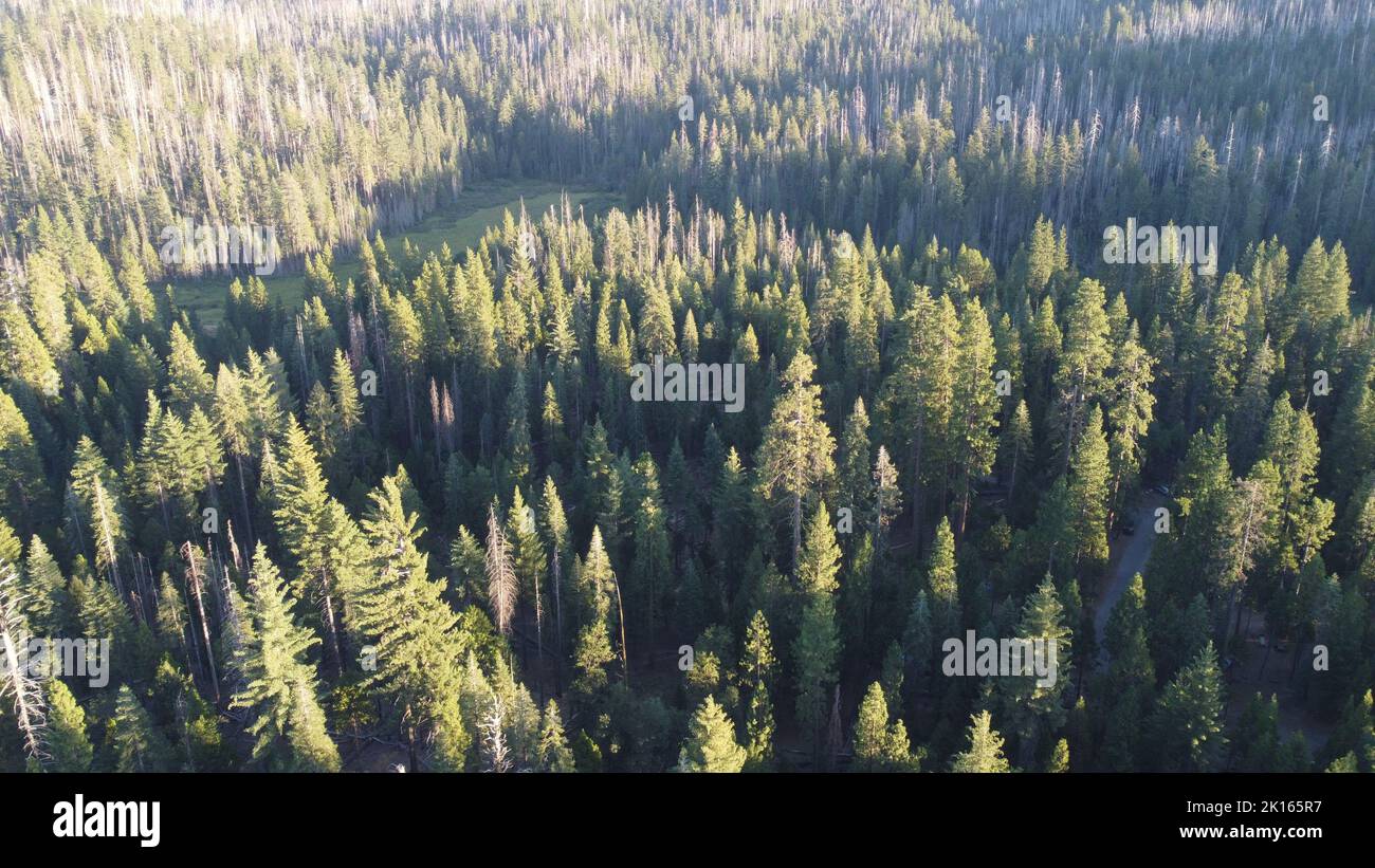 Aerial view of a forest full of trees with sunlight coming in from the ...