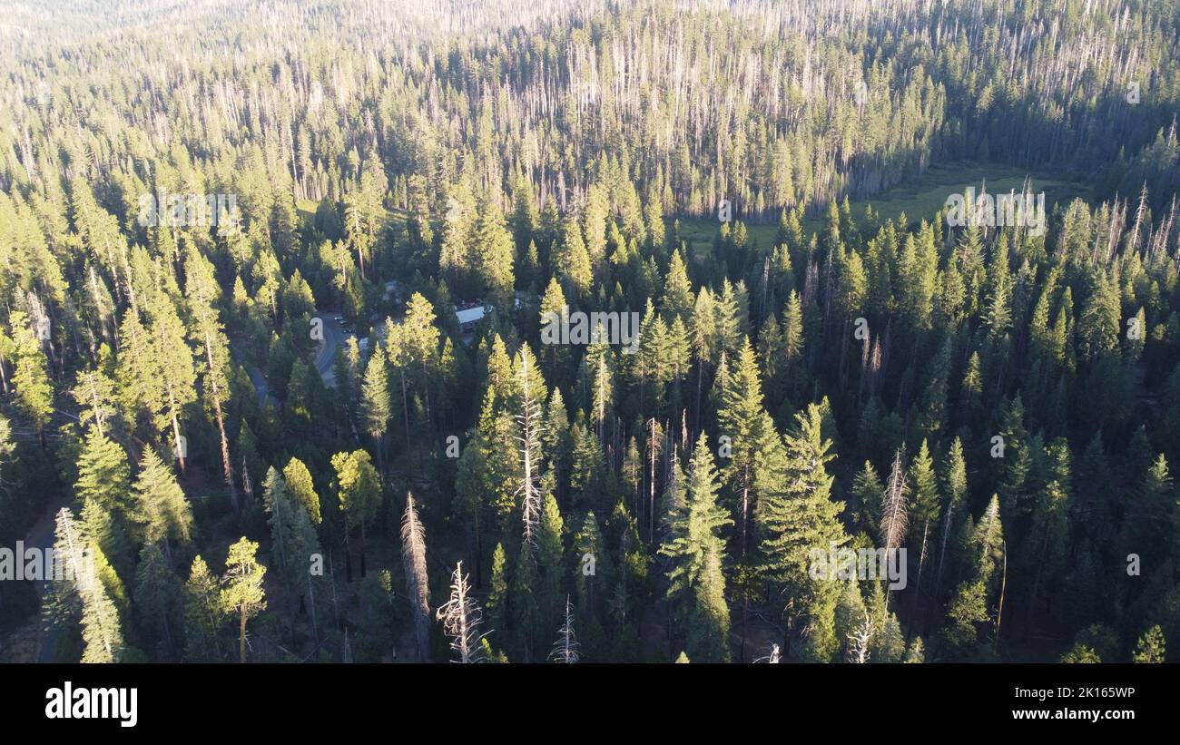 Aerial view of a forest full of trees with sunlight coming in from the ...