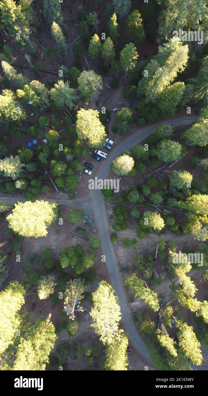 Aerial view of a forest full of trees with sunlight coming in from the ...